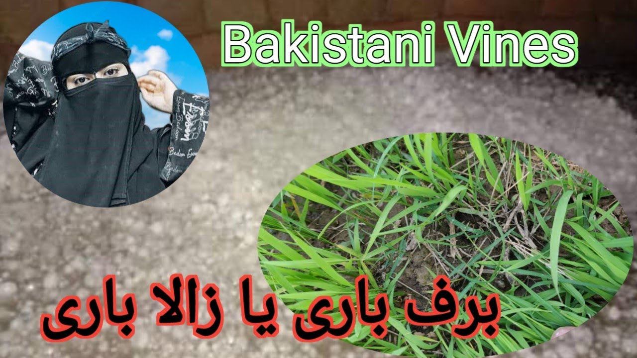 Zala Bari in Bakistan review home | @Bakistanivines - YouTube