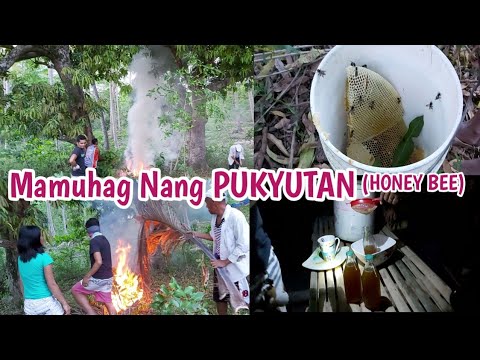 Mamuhag Nang Pukyutan(HoneyBee) - YouTube