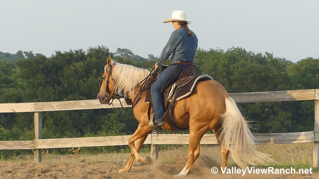 Dior - walk, trot, turns, lope-offs, stops! - ValleyViewRanch.net - YouTube