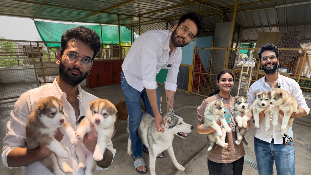 Uttar Pradesh Best Siberian Husky At Mountain Misk Huskies Kennel ...