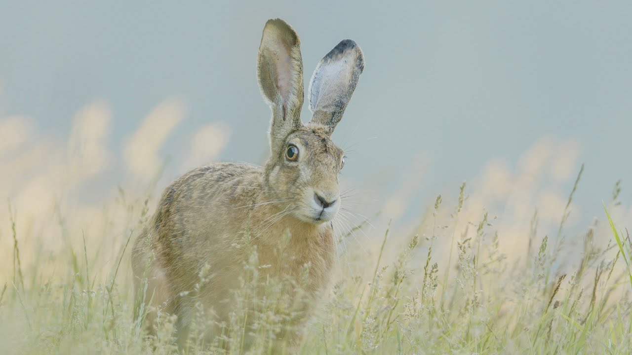 Hare in meadow | Slow Motion (4K) - YouTube