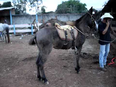 Mula pelo de rato-jaca - YouTube