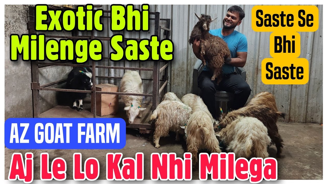 Exotic Goat Bhi Milenge Saste At AZ GOAT FARM | Zing Goat Kid's In ...