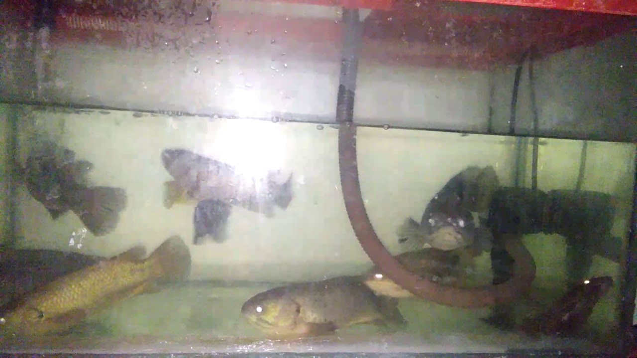 My climbing perch - YouTube