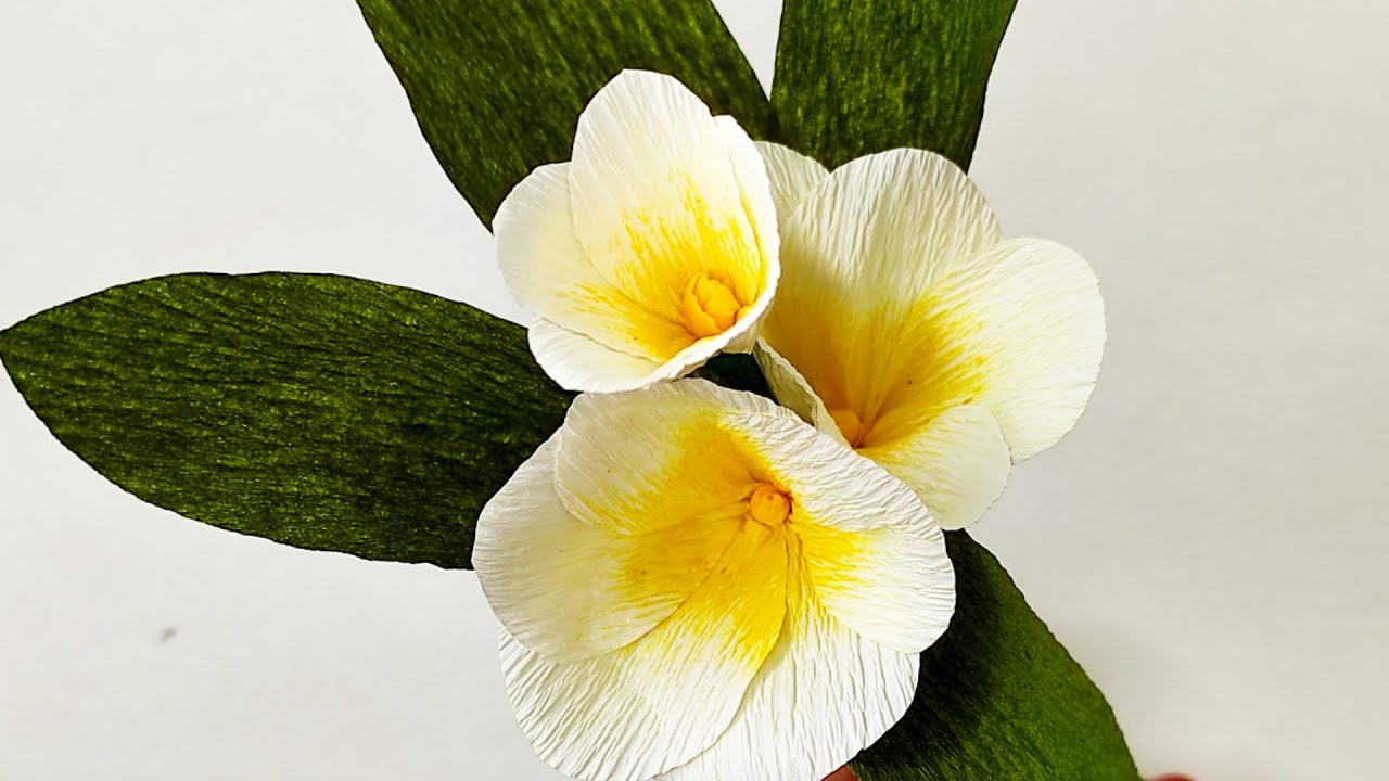 How to make Paper Plumeria Flower || Kath Golap( কাঠগোলাপ) - YouTube