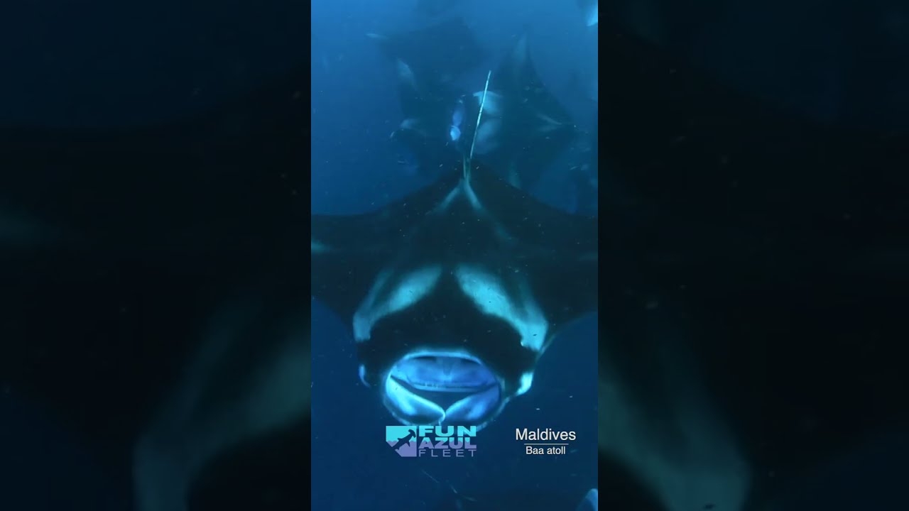 Maldives Manta Cyclone Baa atoll - YouTube
