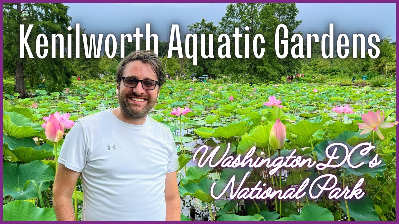 Kenilworth Aquatic Gardens | Guide to Washington DC’s National Park ...
