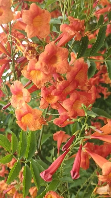 Tikoma plant flowers - YouTube