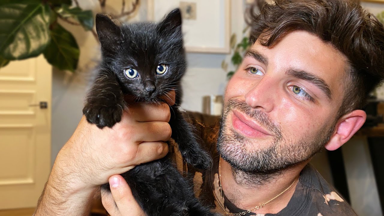 Daniel Wants to Keep a Kitten! - YouTube