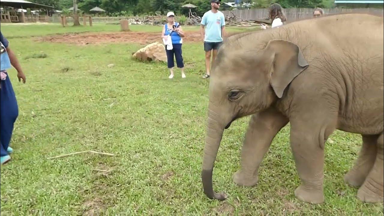 RESCUE BABY ELEPHANT ORPHAN - YouTube