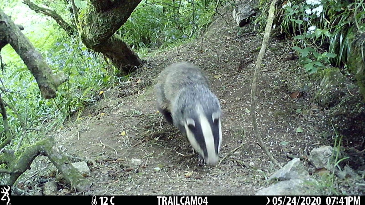 Fox approaches the badger sett - YouTube