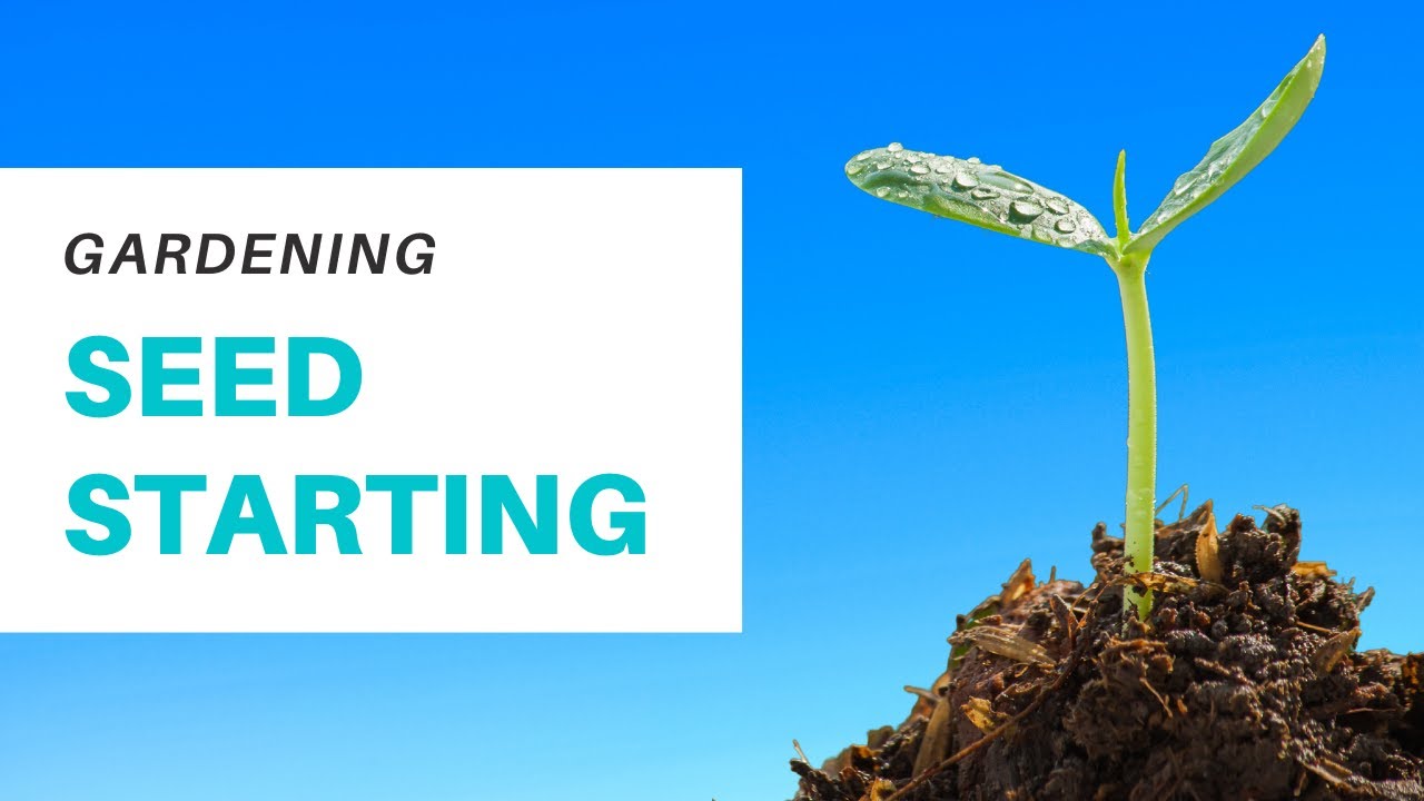 Seed Starting 101: YOUR Top 10 Questions Answered - YouTube