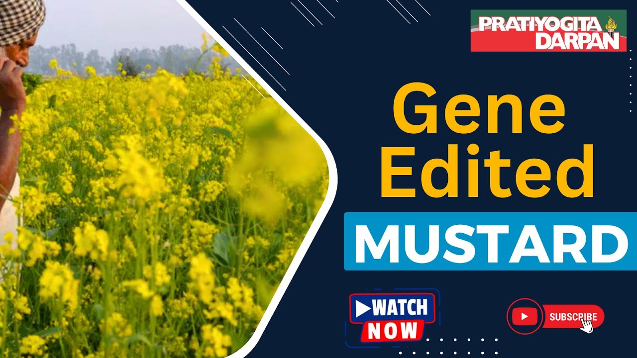 Gene Edited Mustard: Low Pungent Mustard Developed Using CRISPR - YouTube