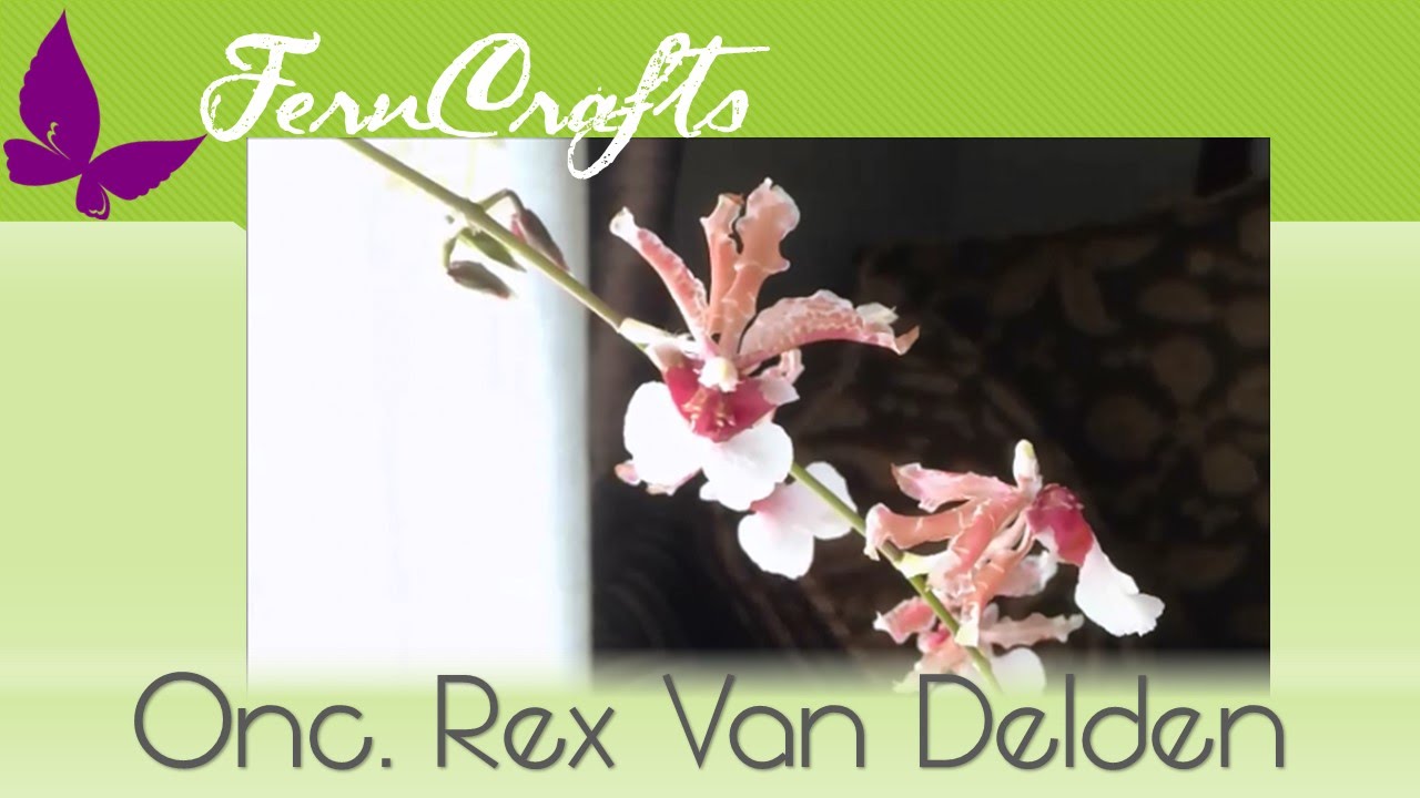 FernCrafts: Onc. Rex Van Delden in bloom - July, 2015 - YouTube