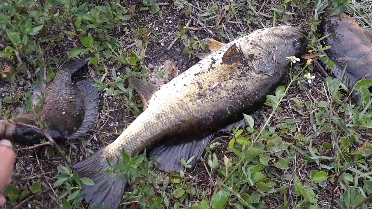 A prendiendo a tirar tarralla - YouTube