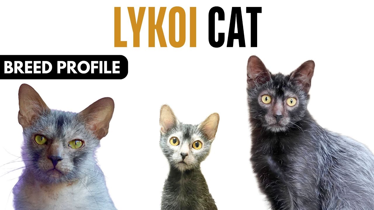 Lykoi Cat Breed Profile History - Price - Traits - Lykoi Cat Grooming ...