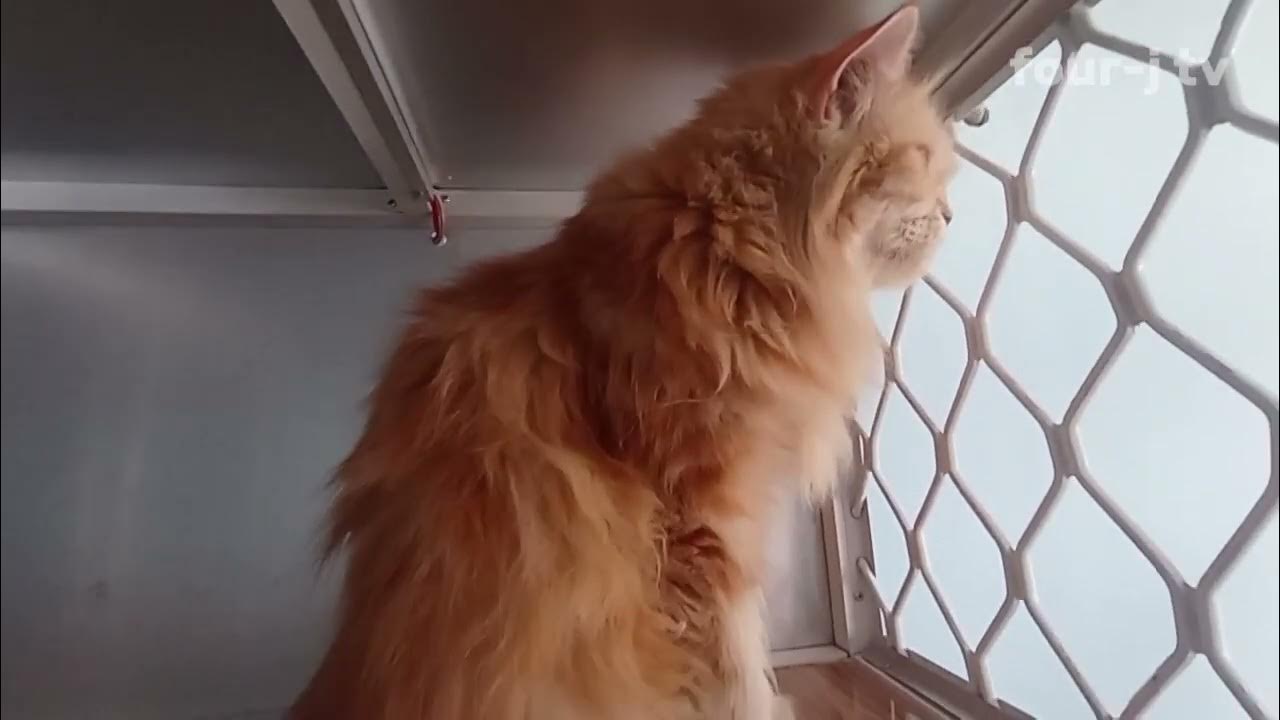 fanny's miaws pawcation @FOUR-JCATS - YouTube