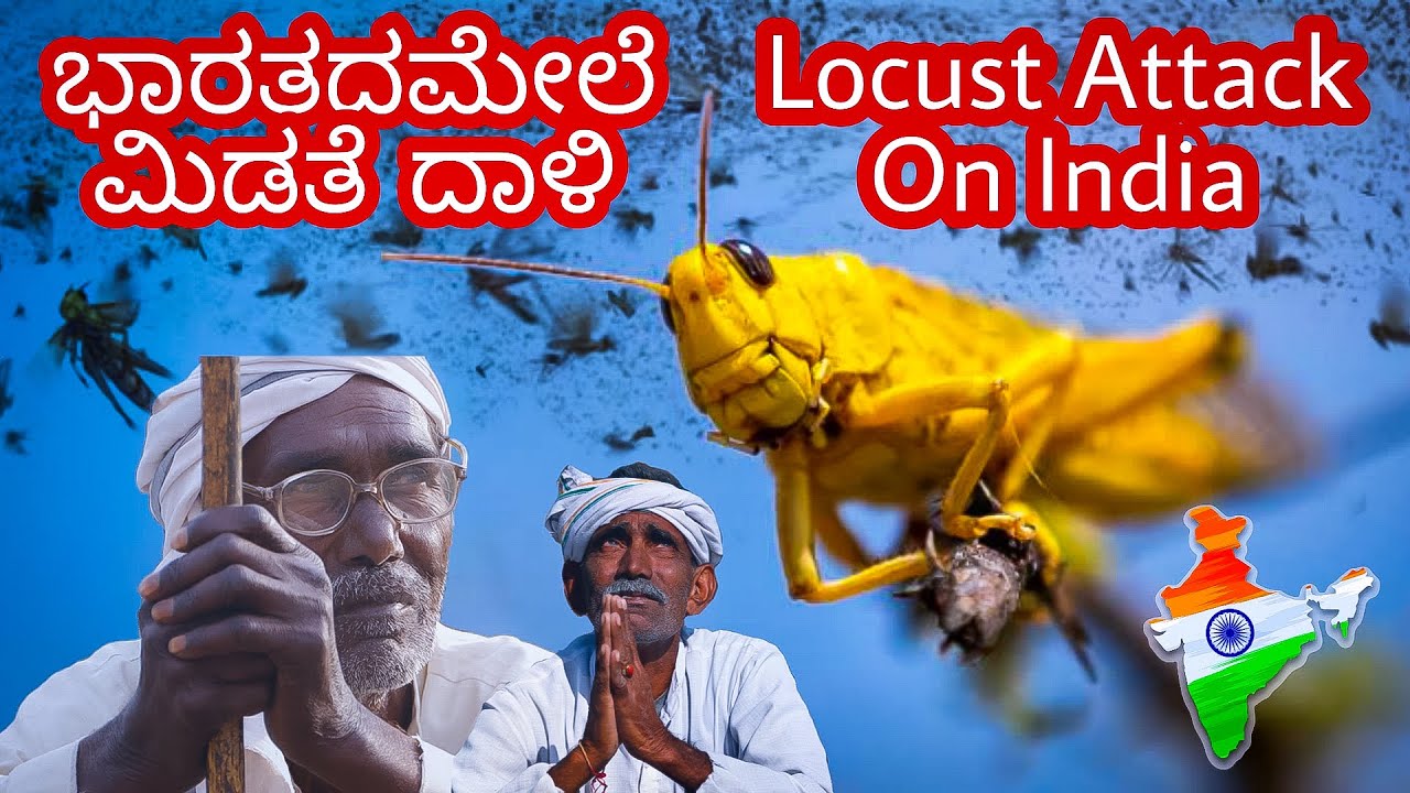 Locust Attack in India | Everything about Locust Swarm Attack | Where ...