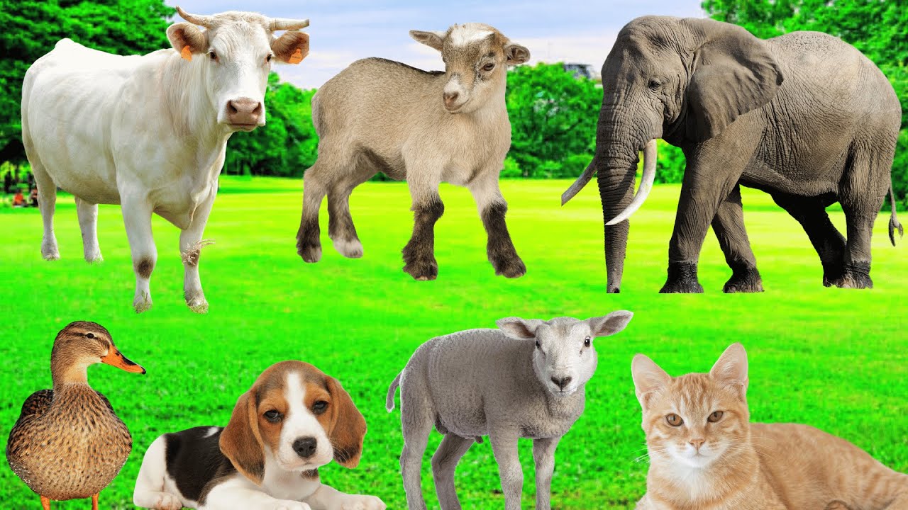 Adorable Farm Animals Share Their Funniest Noises: Rabbit, Dog, Cat ...
