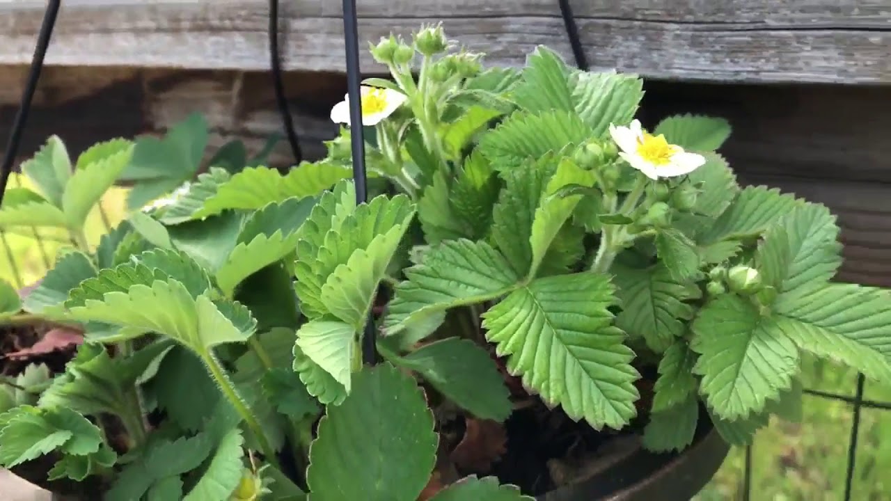 VR NWA Prepper April Challenge : "Just plant something." - YouTube