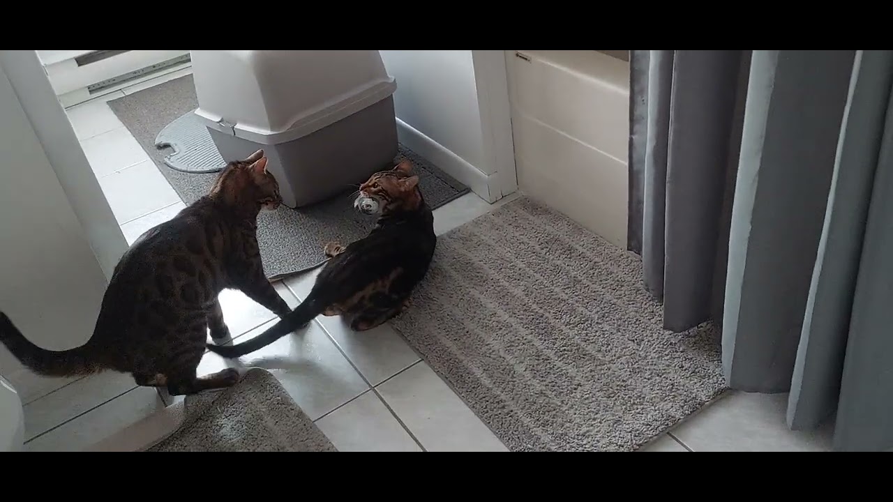 Freaks fighting over toy - YouTube