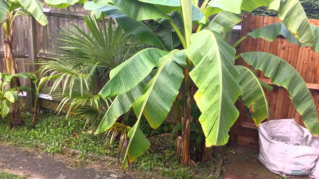 Musa basjoo uk - YouTube