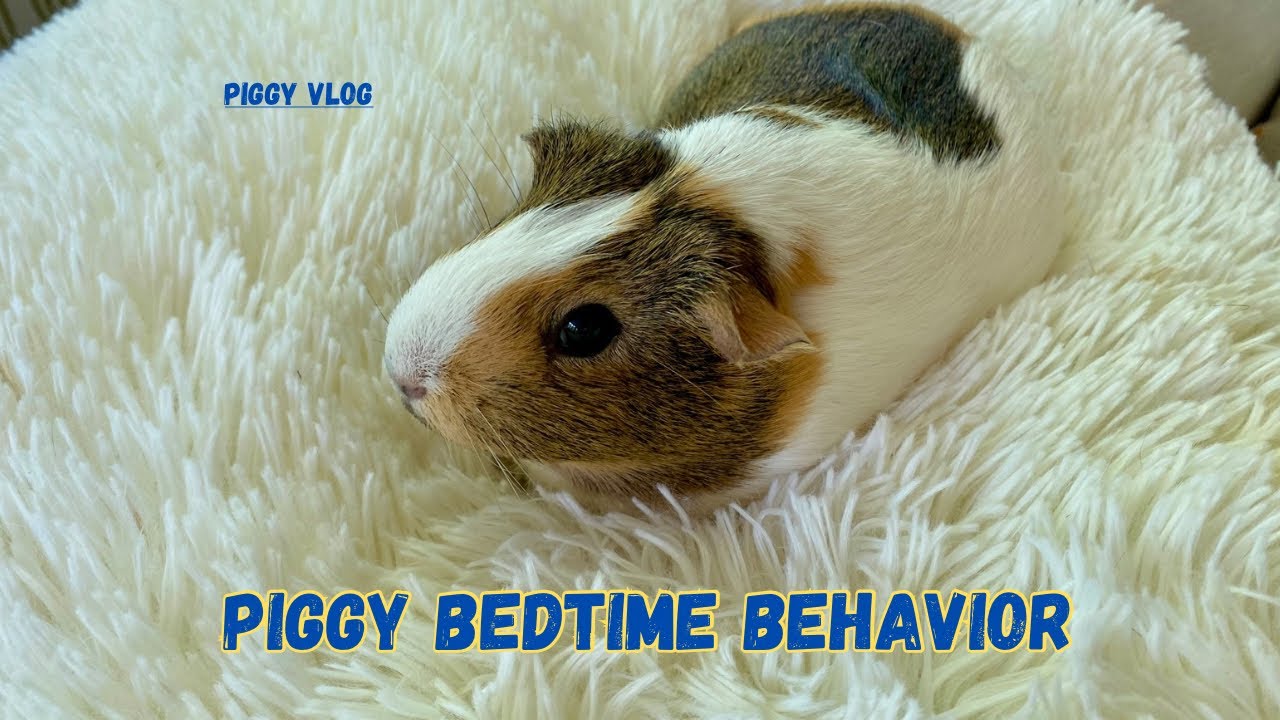 (Piggy Vlog) Piggy Bedtime Behavior! 20240530 EP93 - YouTube