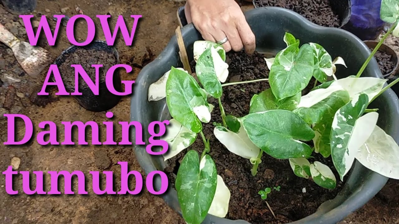 PUTING BADJANG UPDATE | PROPAGATION | VARIEGATED ALOCASIA UPDATE - YouTube