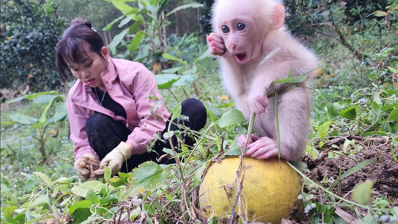 Monkey Bubu is very well cared for by his mother and goes to work with ...