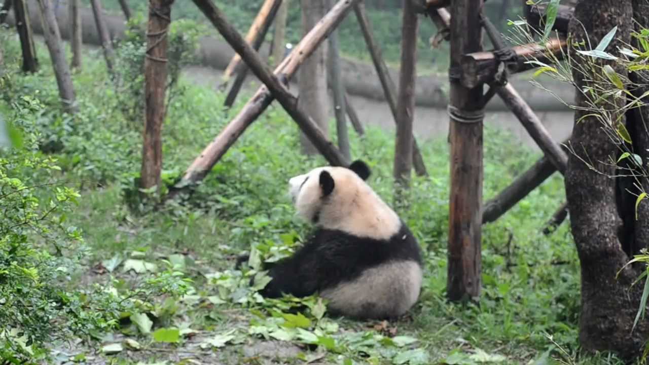 Funny Panda Fail - YouTube