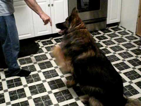 Andy Dunkle & his dog - YouTube