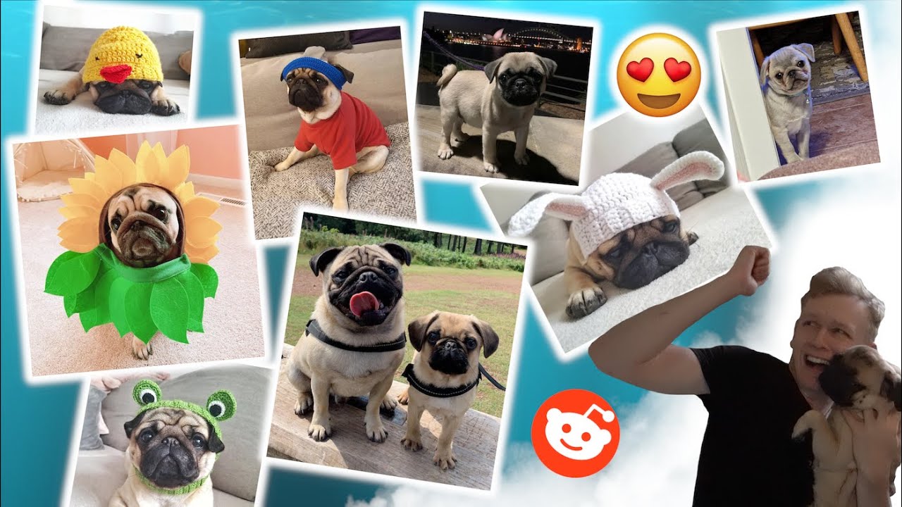 Cuteness Overload! - YouTube