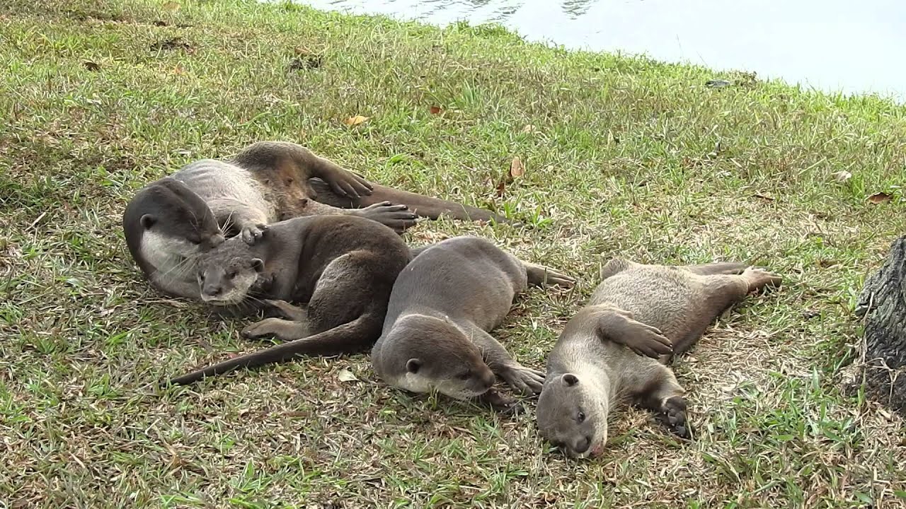 An amazing (close-up) experience with the Bishan otter family - YouTube