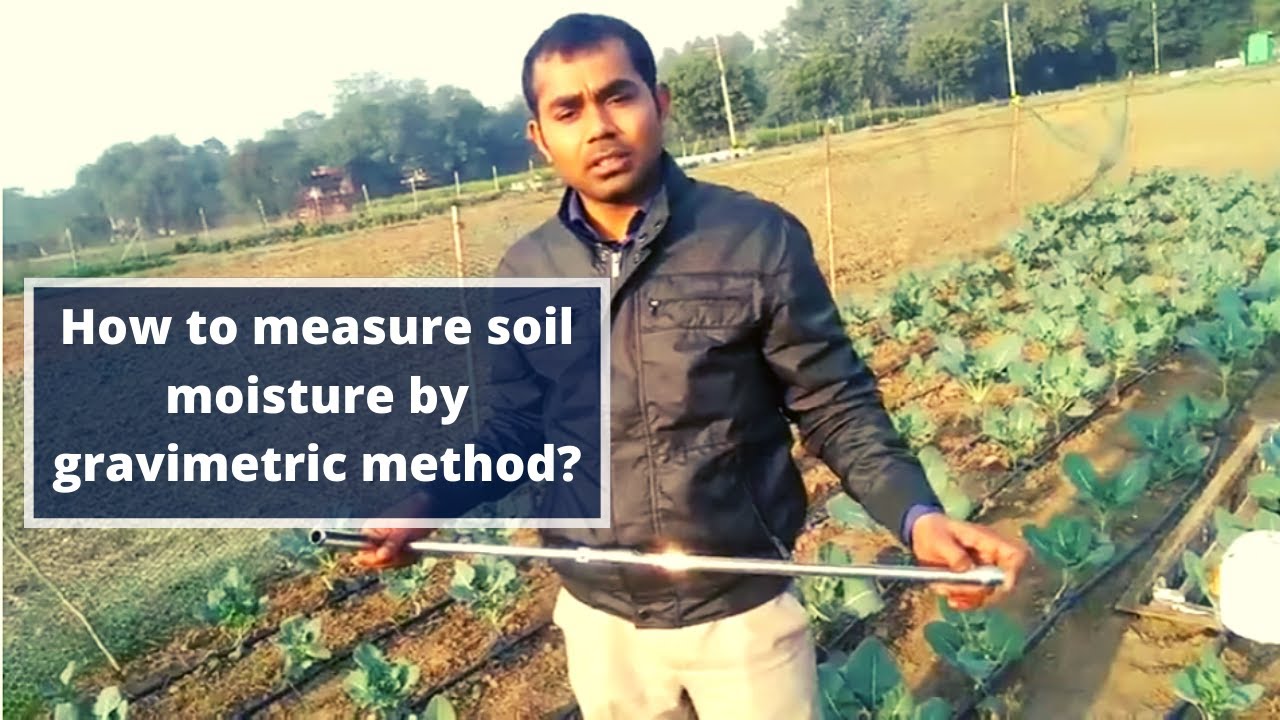 How to measure soil moisture by gravimetric method? - YouTube