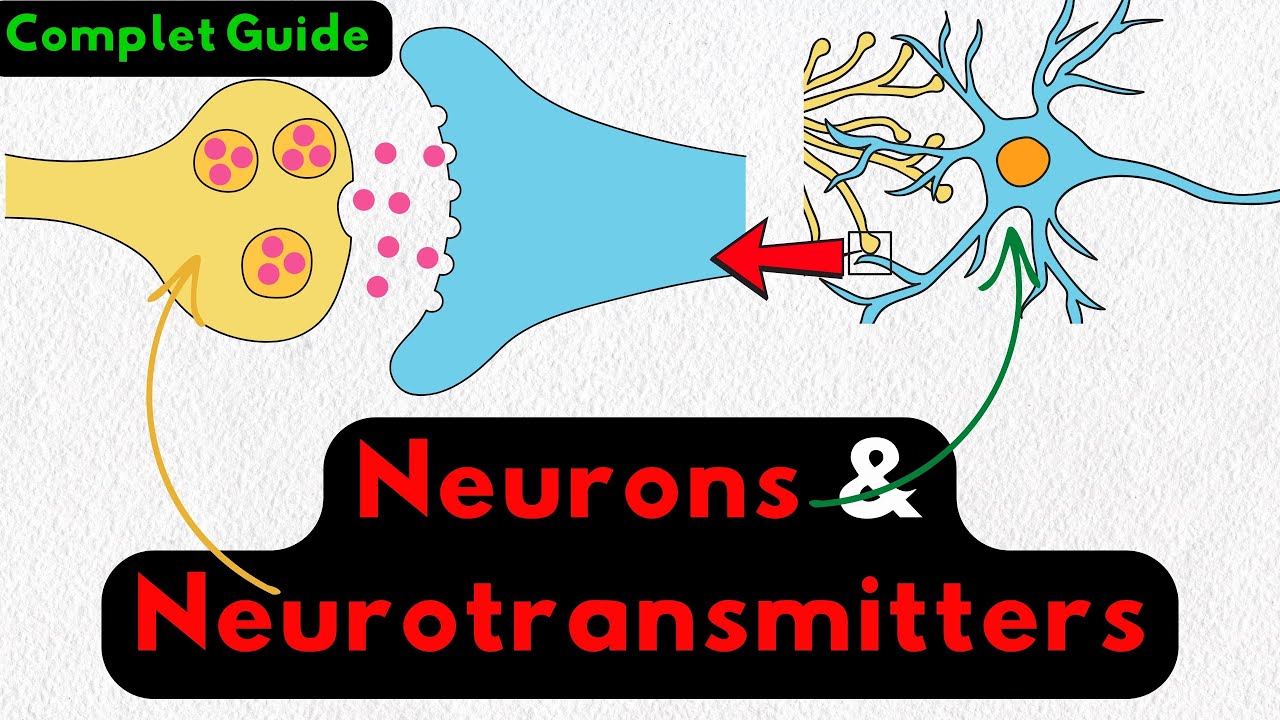 Neurons And Neurotransmitters and How Do They Work? - YouTube