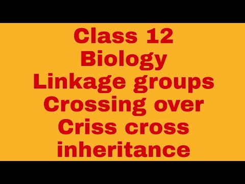 Class 12/ Biology / Genetics / Morgan's contribution in genetics/ - YouTube