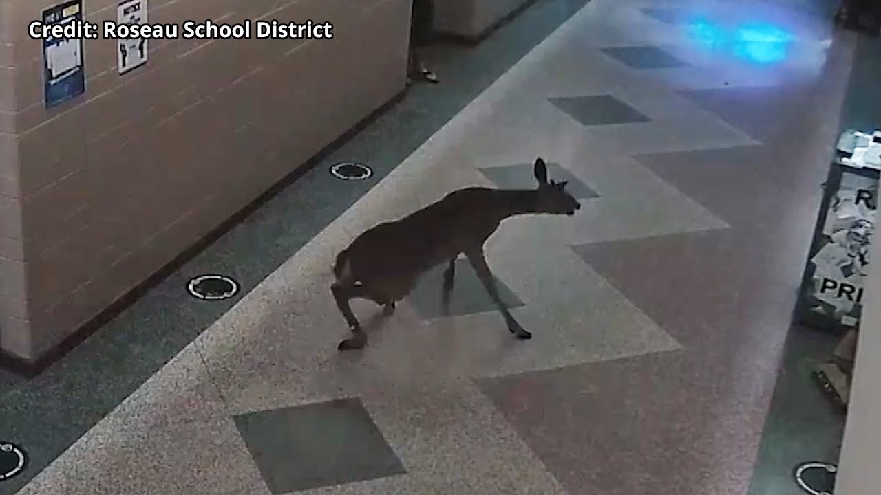 Deer Crashes Through Window Into Roseau Elementary on Last Day of ...