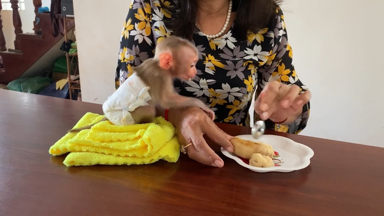 P..r baby monkey too much hungrrii & learn to eat mash banana - YouTube