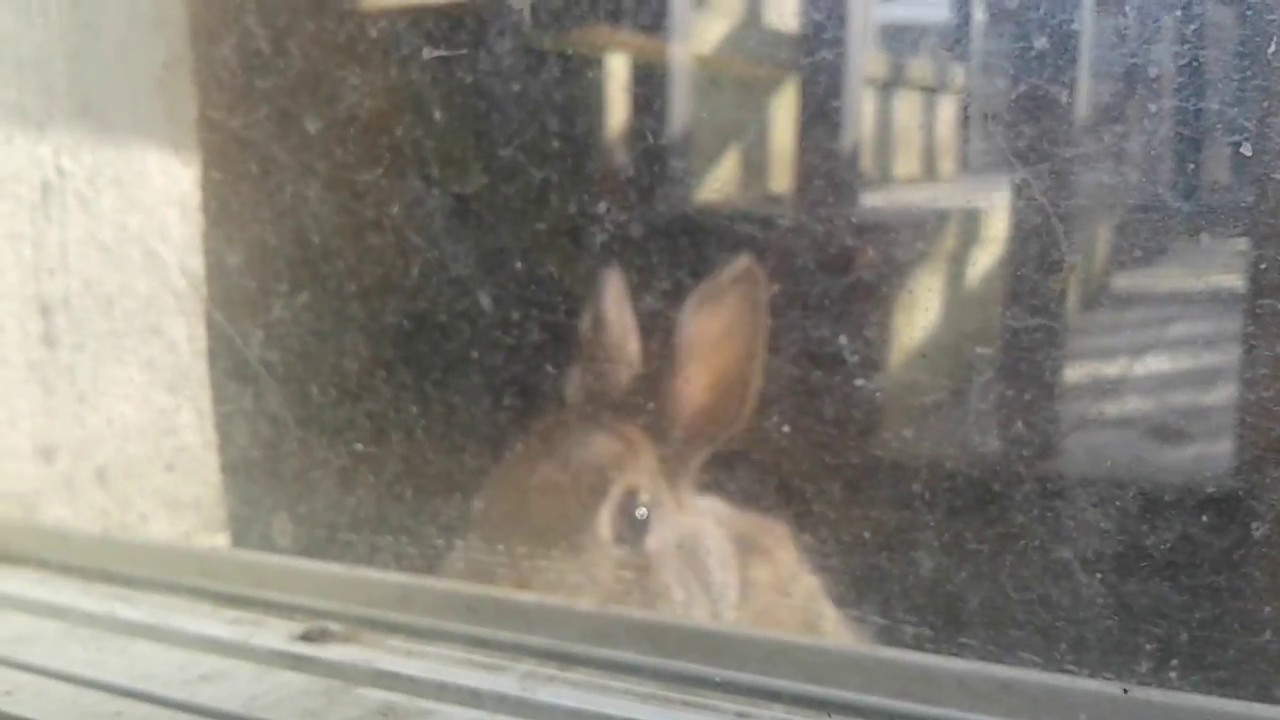 Visit from a Wild Canadian Rabbit. (Best) - YouTube