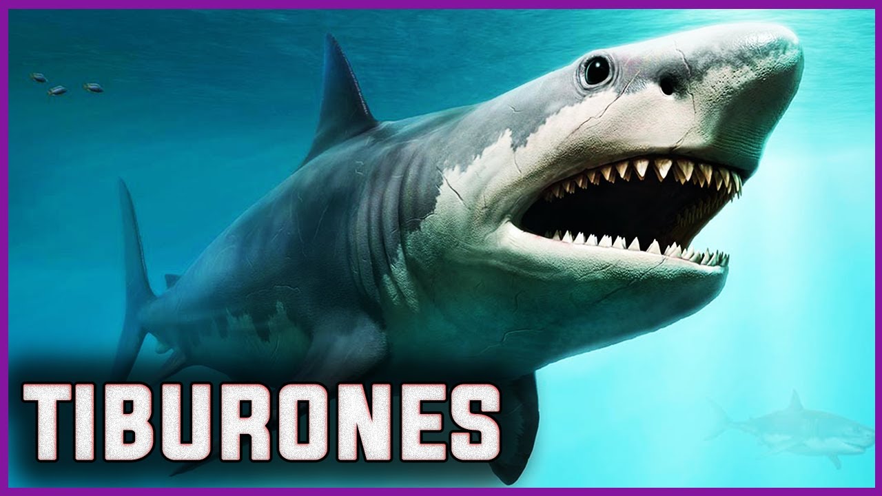 LA REALIDAD DETRÁS DE ALGUNOS MITOS Y SUPOSICIONES COMUNES SOBRE LOS ...