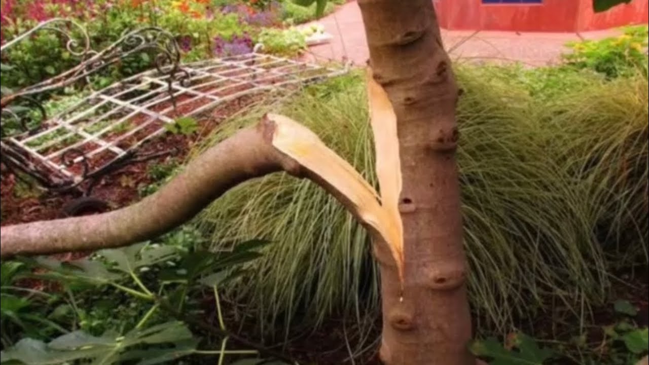 How To Save A Tree! - YouTube