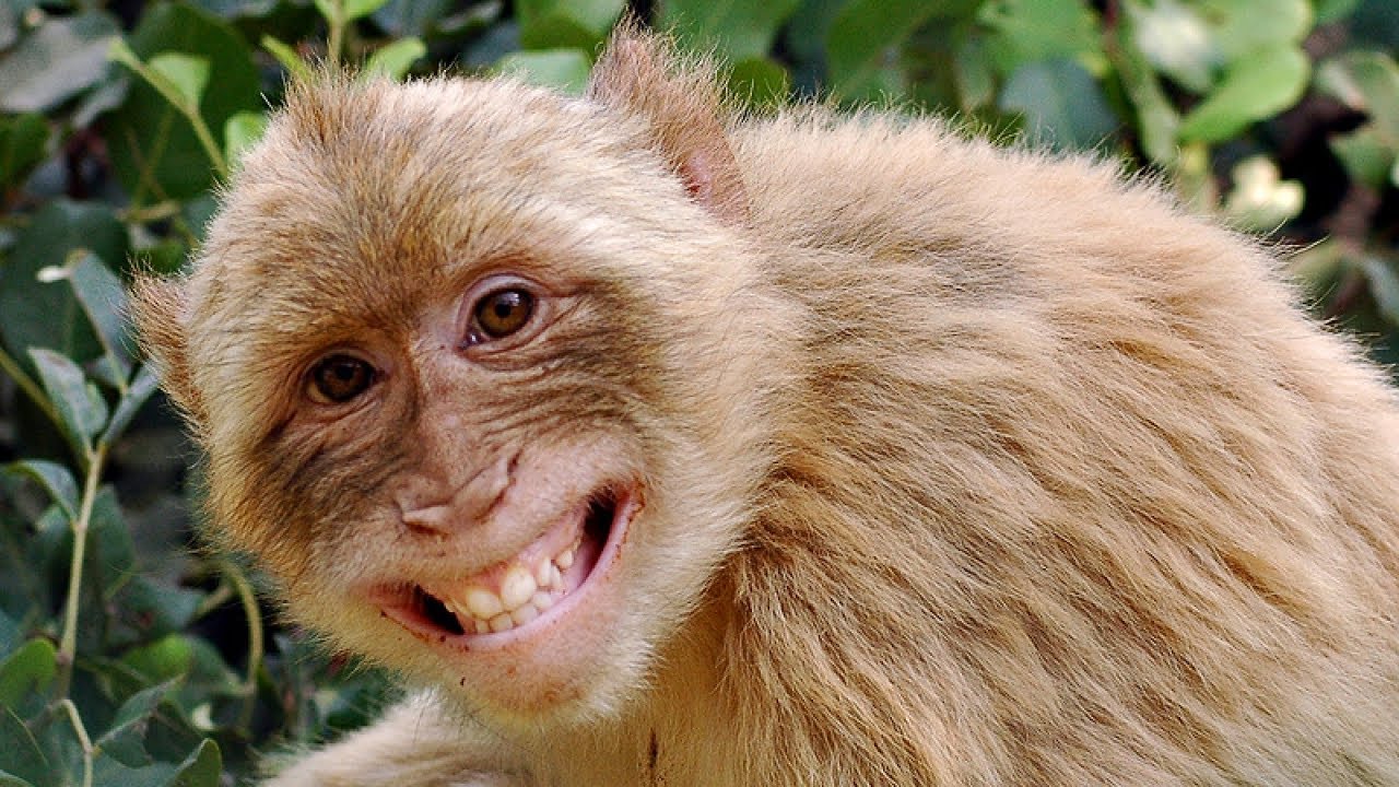 Monkey Smiley - YouTube