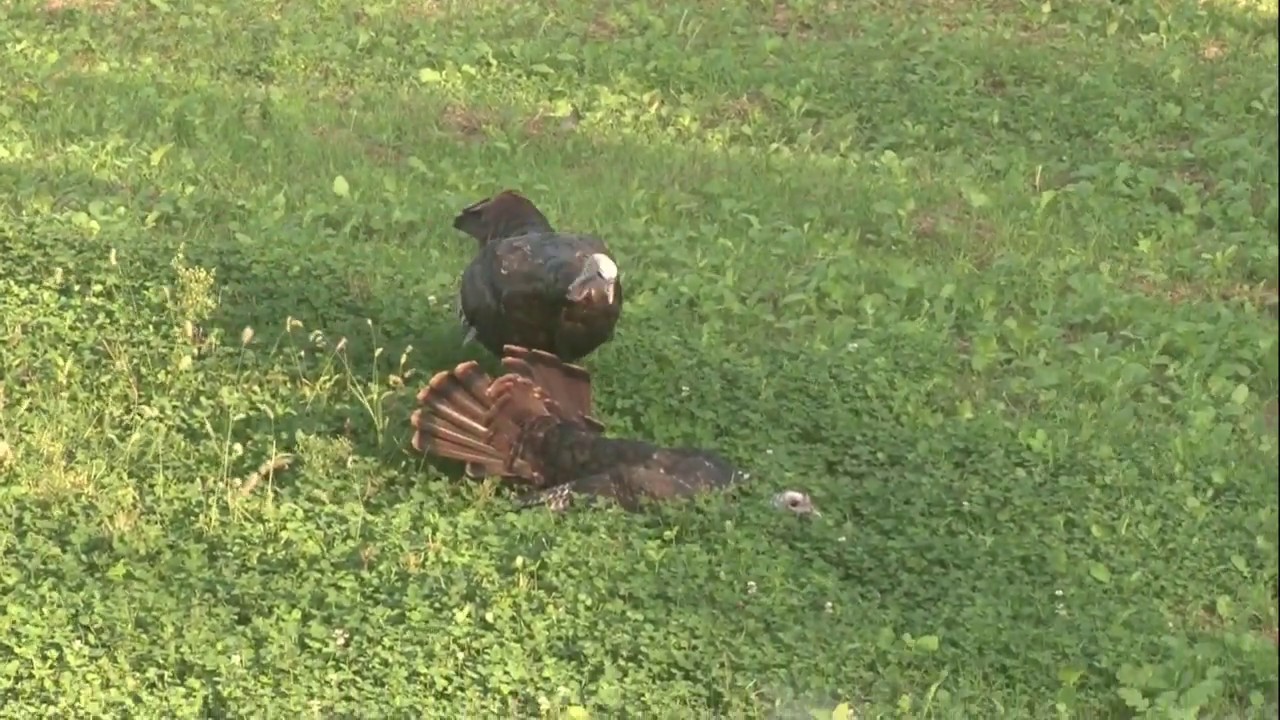 Wild turkey archery kill Missouri - YouTube
