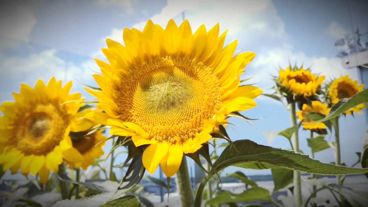 Singapore Changi Airport Terminal 2 - Sunflower Garden - YouTube