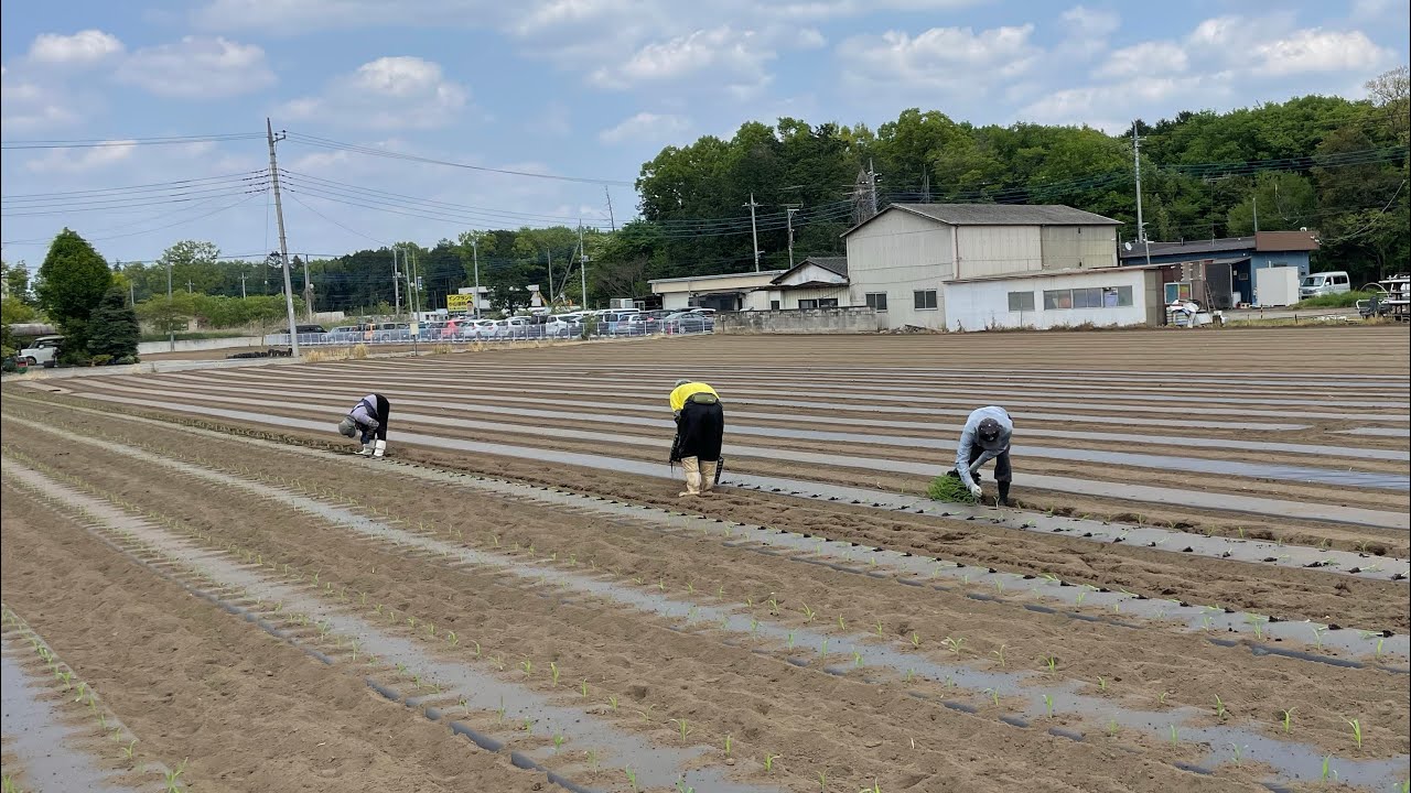 Agriculture and Farming in Japan | Corn crops | for More production ...
