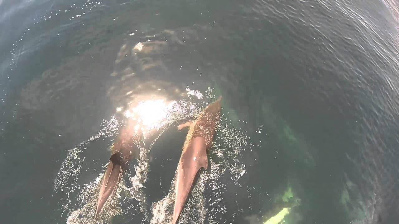 Spring Dolphins - YouTube