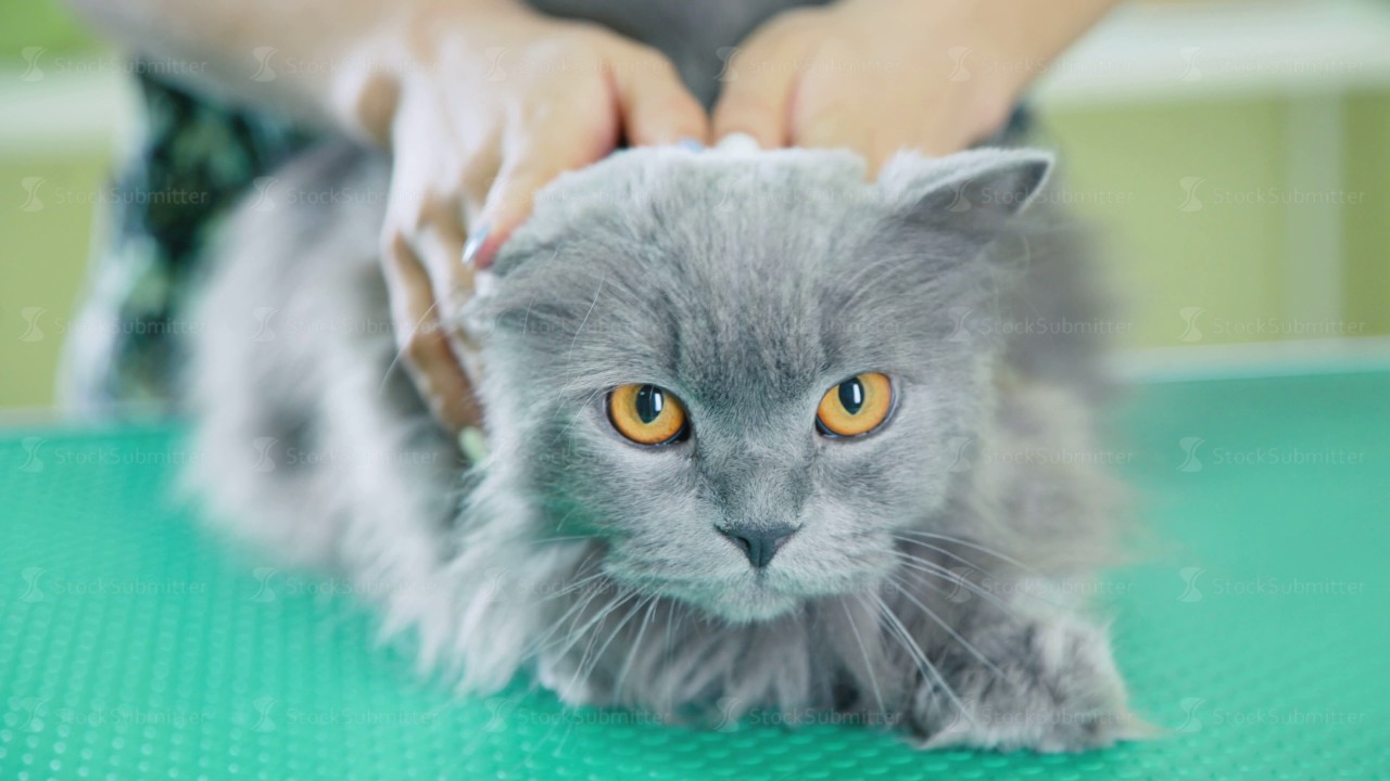 Scared gray fluffy cat in a veterinary clinic. British longhair cat ...