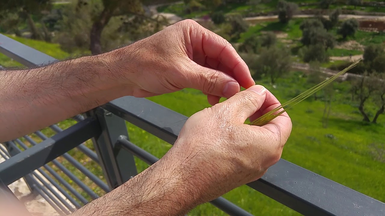 Looking for aviv barley in Jerusalem- third spot (part two) - YouTube