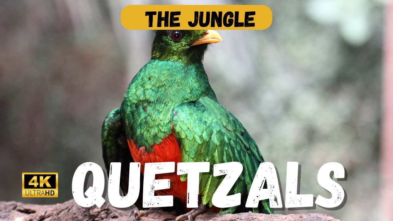Why the Quetzal is the REAL Symbol of Guatemalan Pride - YouTube