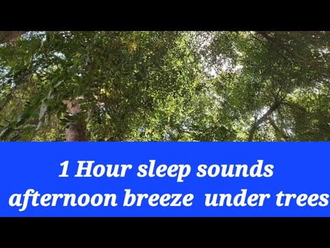 1 Hour Relaxing Sleep Sounds for napping under the trees with a breeze ...